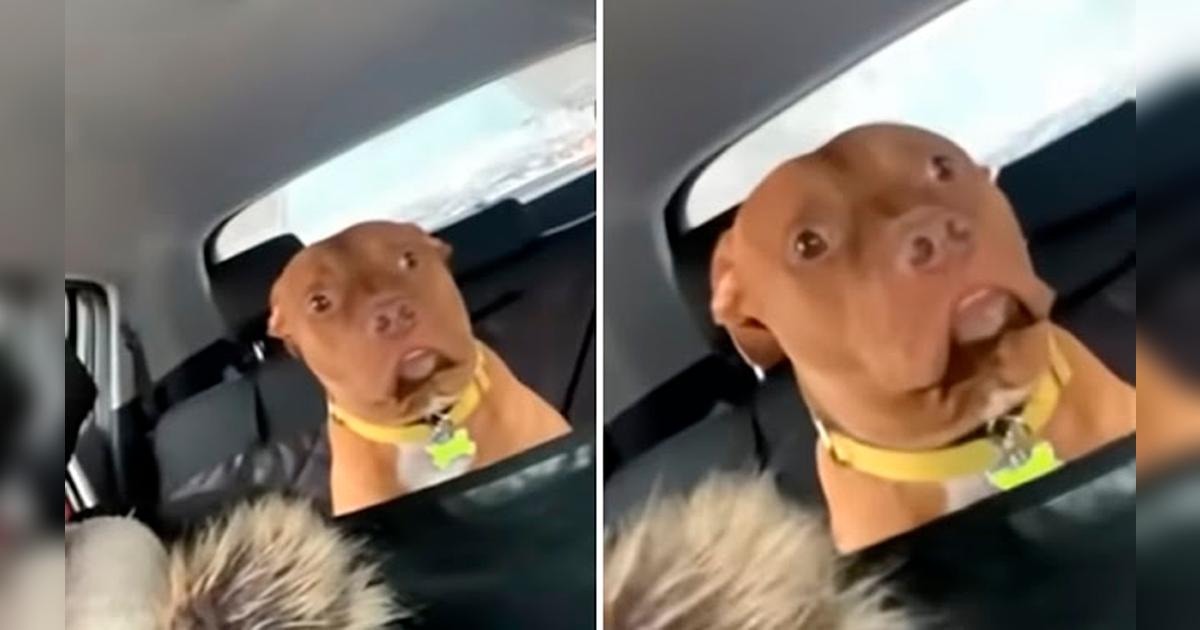 YouTube viral: Perro tiene divertida reacción al darse cuenta que lo ...