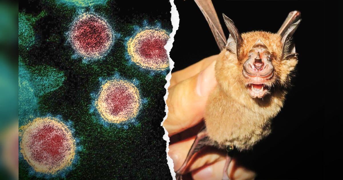 Estudio preliminar revela cuatro tipos de coronavirus parientes del ...