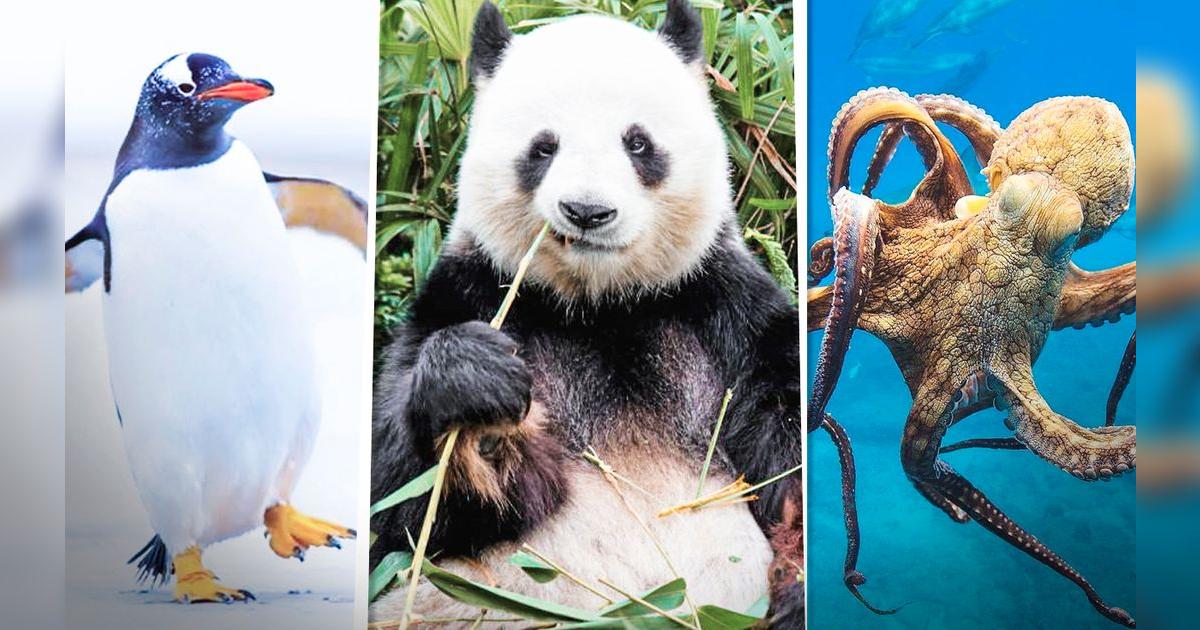 ¿Sabías qué? datos curiosos de animales que seguramente no sabías ATMP ...