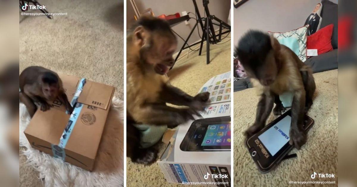 TikTok viral: Dueño compra un celular para su monito y este se emociona ...