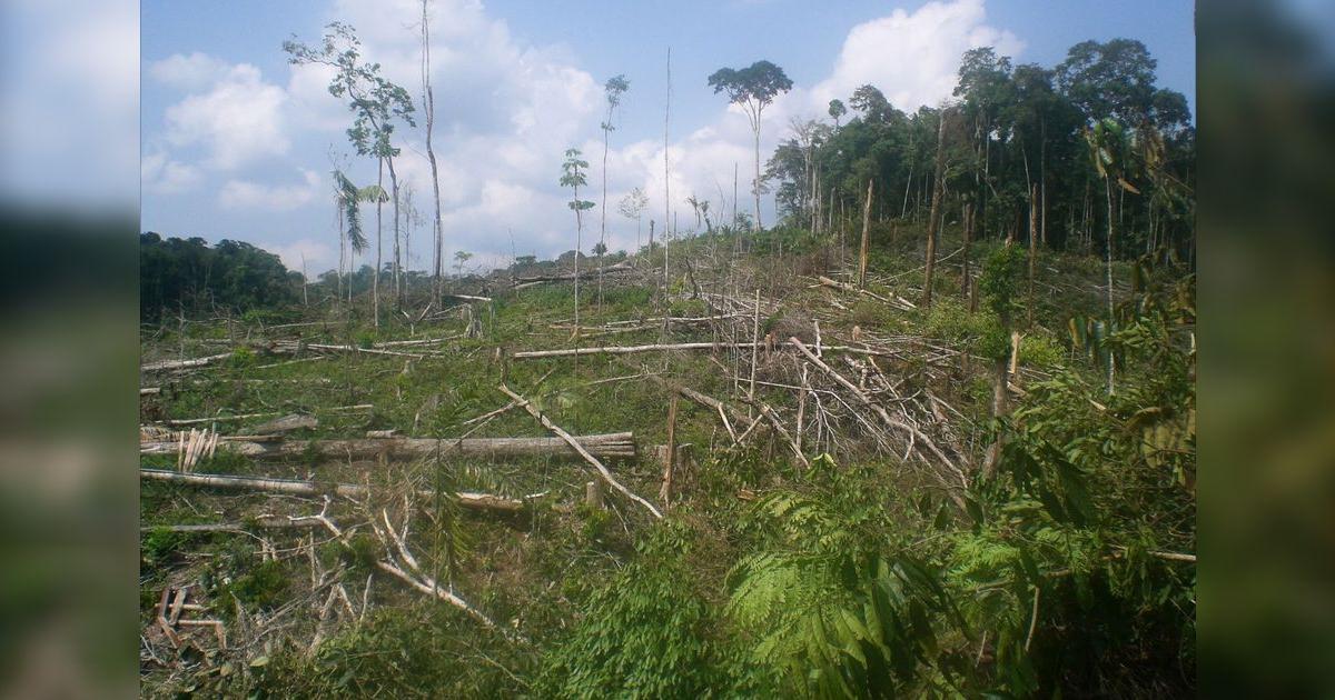 En el Perú, cada año se pierden menos hectáreas de bosques | Sociedad ...