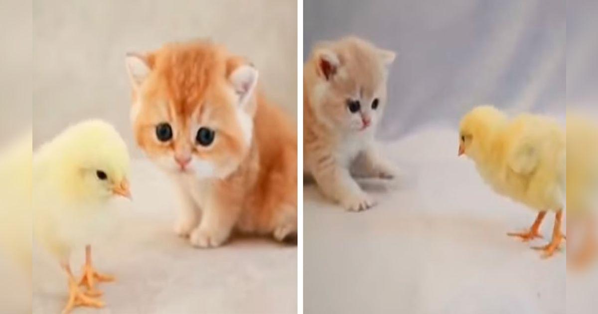 Facebook viral: gatitos conocen por primera vez a un pollito y tienen ...