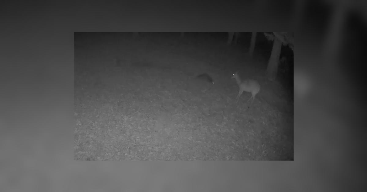 Facebook viral: oye extraños sonidos y descubre a mapache peleando con ...