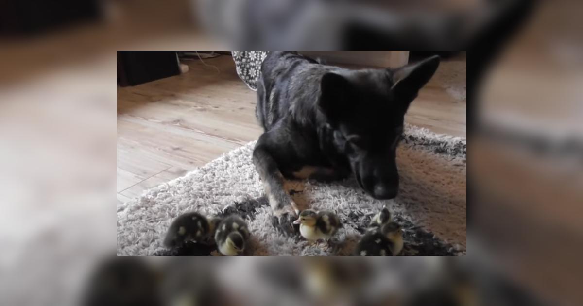 Facebook viral: perro cuida de unos pollitos y escena conmueve a miles ...