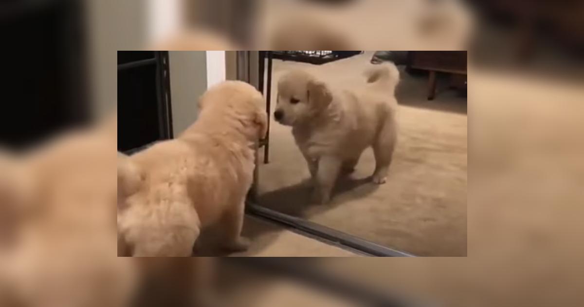 Facebook viral: perro mira su propio reflejo en el espejo y su reacción ...