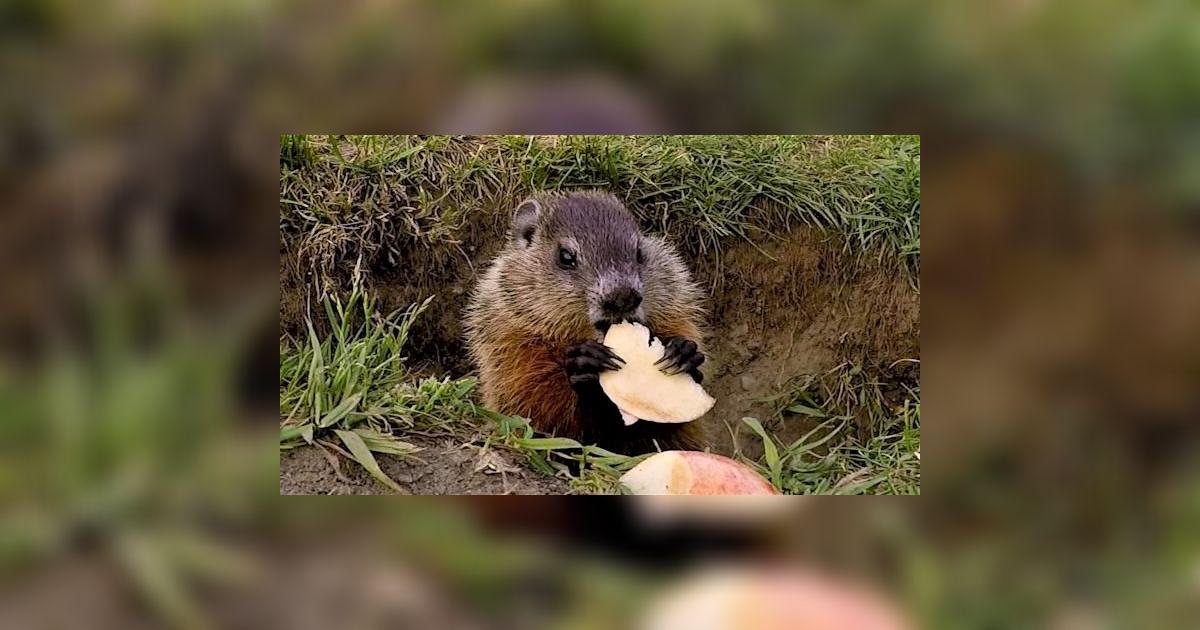 YouTube viral: bebé marmota es asustado por gaviota mientras come una ...