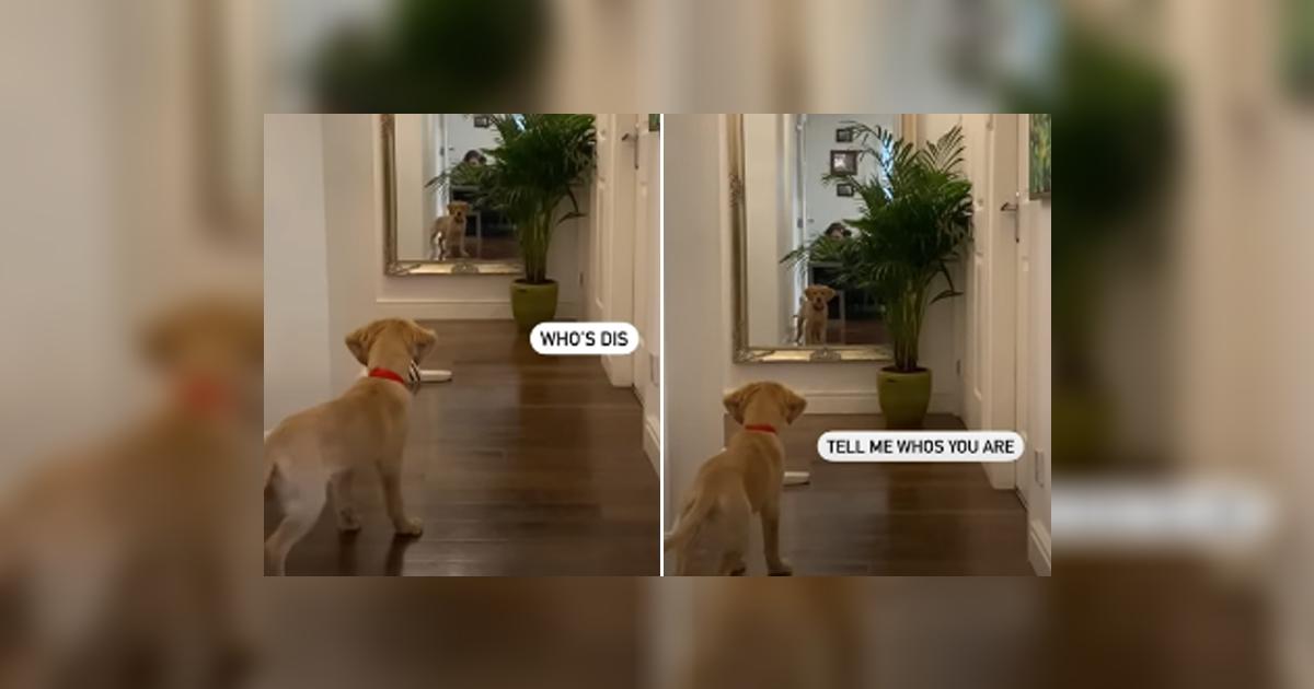 Facebook viral: perro cree pelear con otro animal igual que él al mirar ...