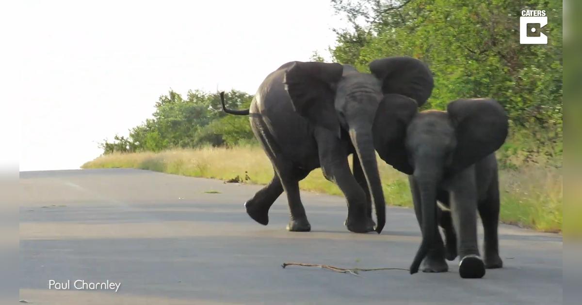 YouTube viral: dos elefantes ‘juegan’ a embestir un coche en un safari ...