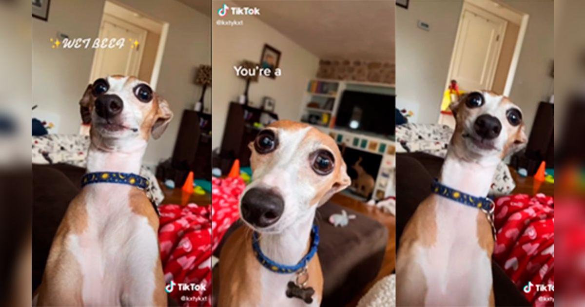 TikTok Viral: TikTok de perro sorprende por peculiar expresión facial ...