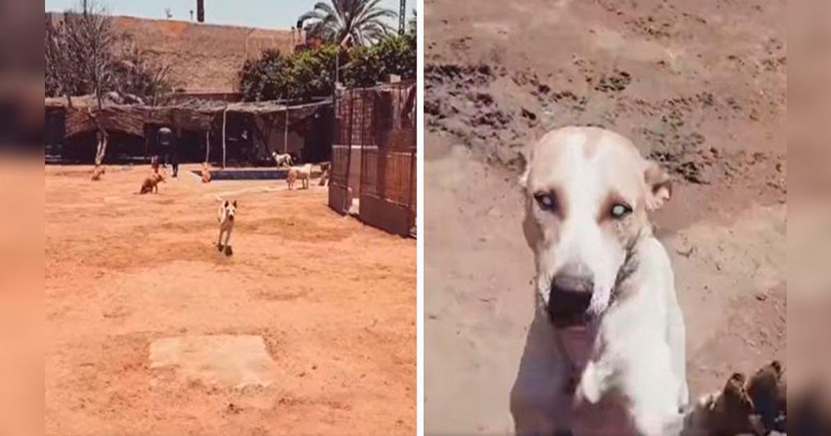 YouTube viral: perrito ciego escucha la voz de su rescatista y corre ...