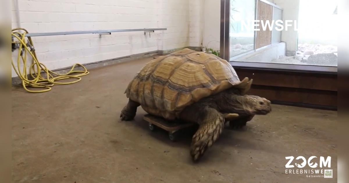 YouTube viral: Tortuga con discapacidad consigue desplazarse usando una ...