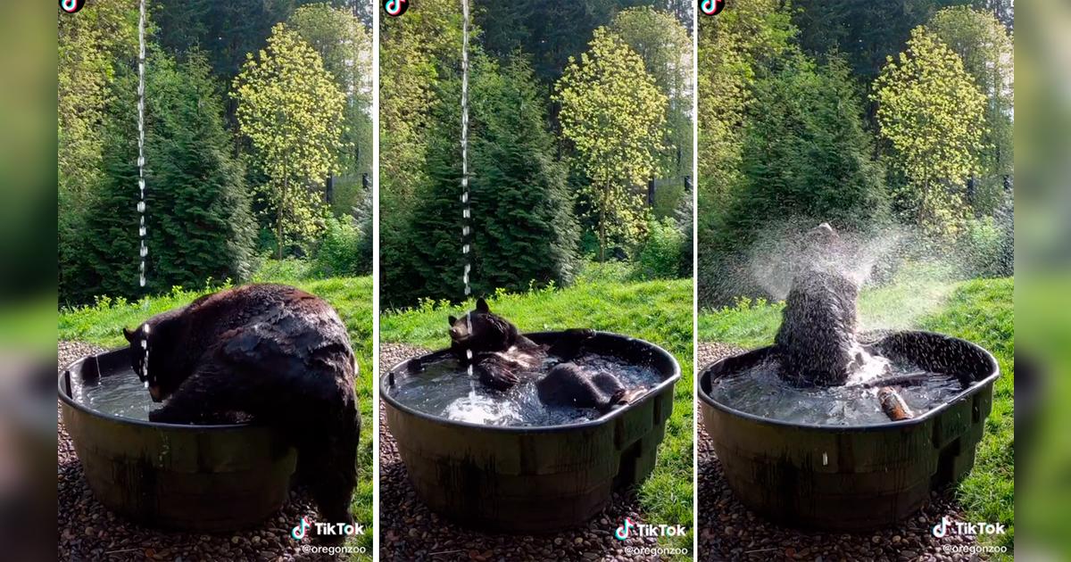 TikTok viral: oso negro disfruta de un relajante baño en ‘su spa’ hecho ...