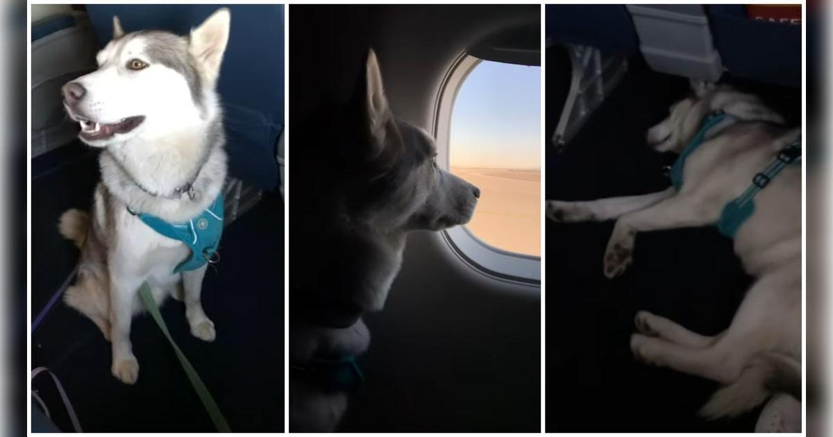 YouTube viral: adorable husky sube a avión con su dueña y ella graba ...