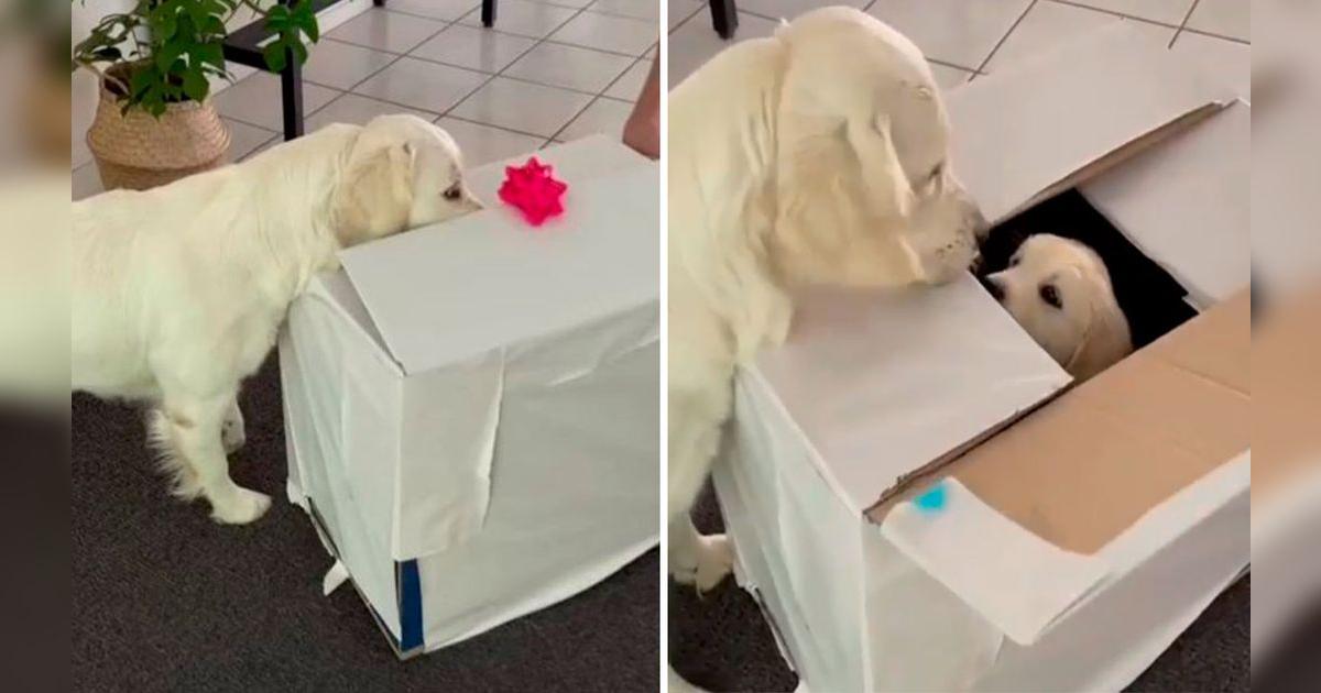 TikTok viral: perro recibe sorpresa de sus dueños y descubre que tendrá ...