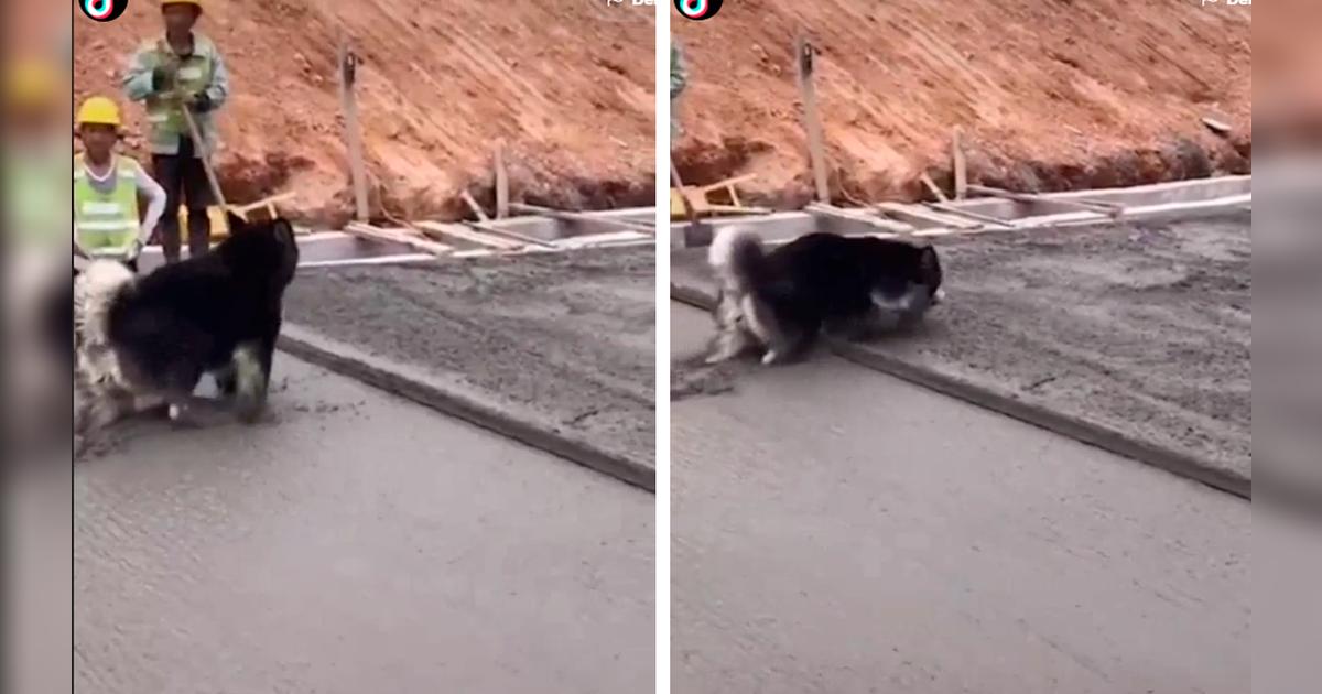 Qué Pasa Si Un Perro Come Mezcla De Cemento