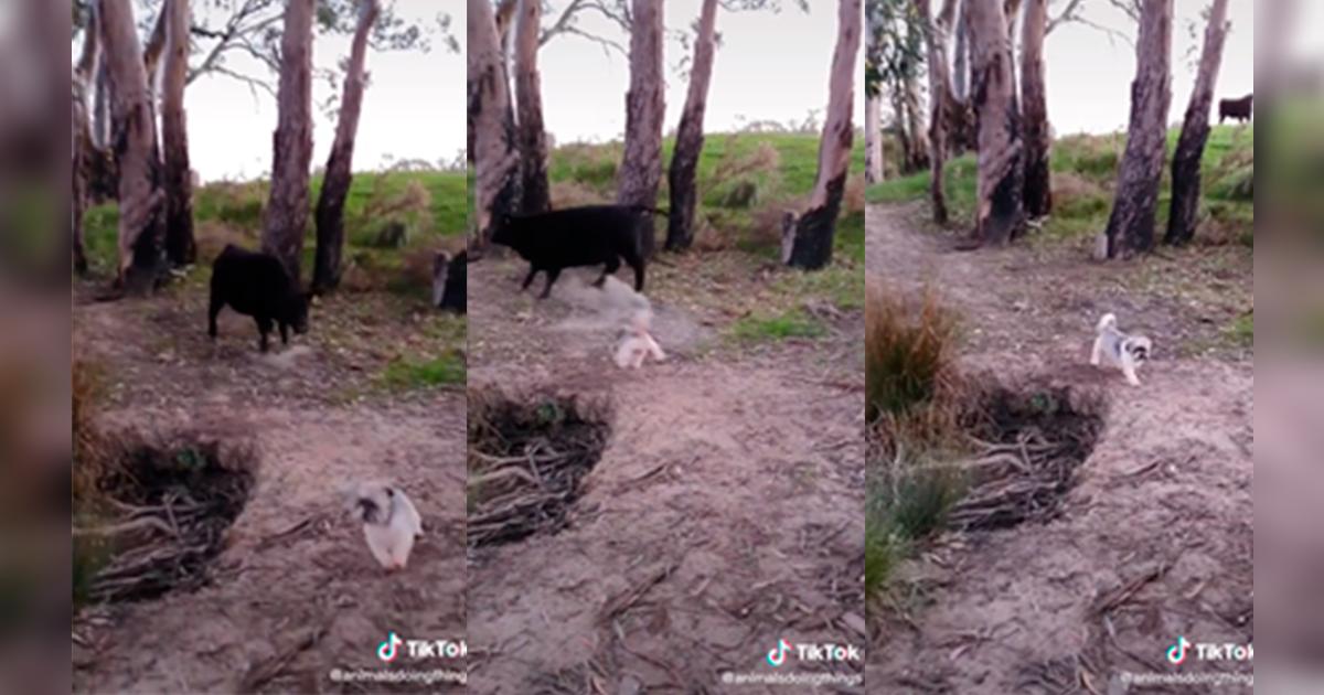 TikTok Viral: Perrito asusta a toro que lo pretendía amenazar y termina ...