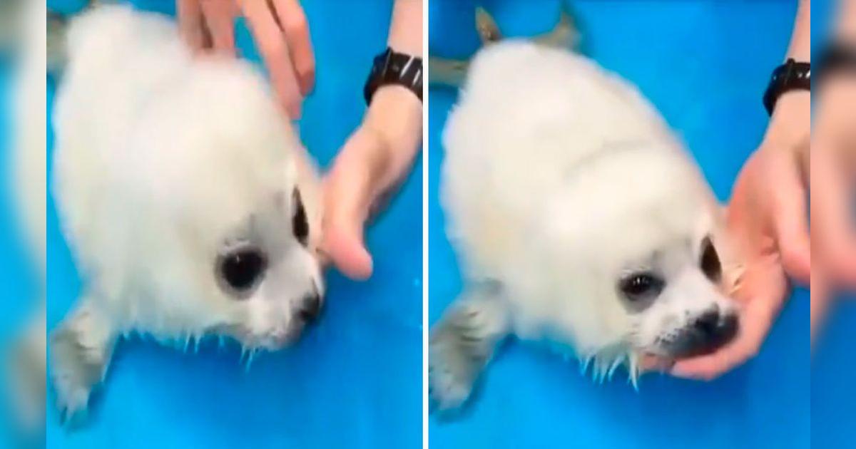 YouTube viral: foca bebé aprende a nadar por primera vez luego de ser ...