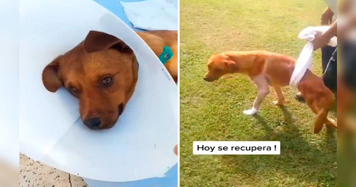 YouTube viral: rescatan perrito que fue atropellado y lo ayudan para ...
