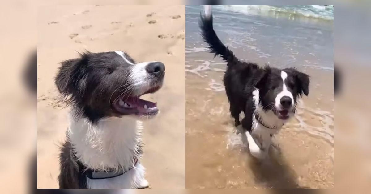 YouTube viral: perro con ceguera va a la playa por primera vez y ...