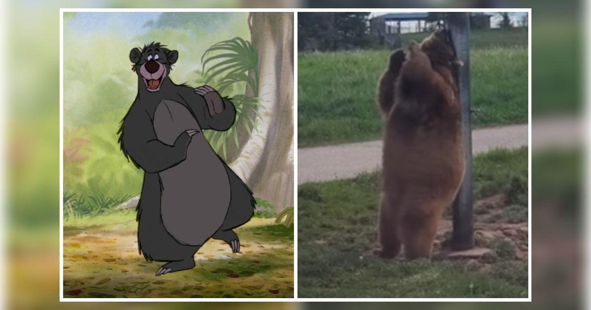 YouTube viral: Oso es captado parándose en dos patas para rascarse la ...