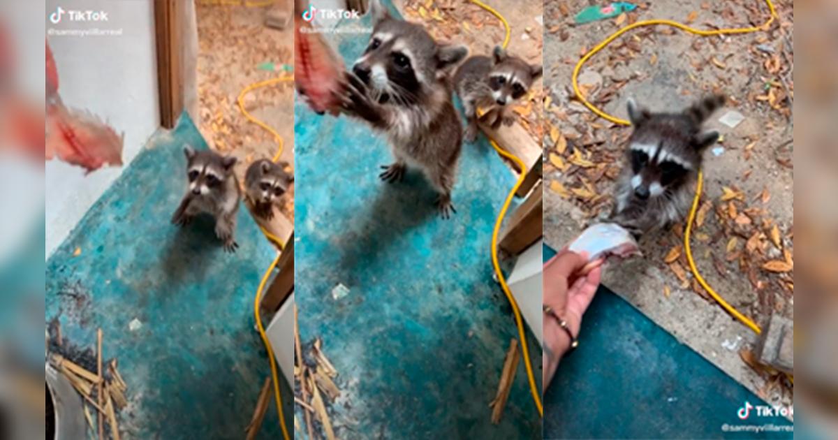 TikTok Viral: Mapaches hacen fila afuera de un hogar para recibir su ...