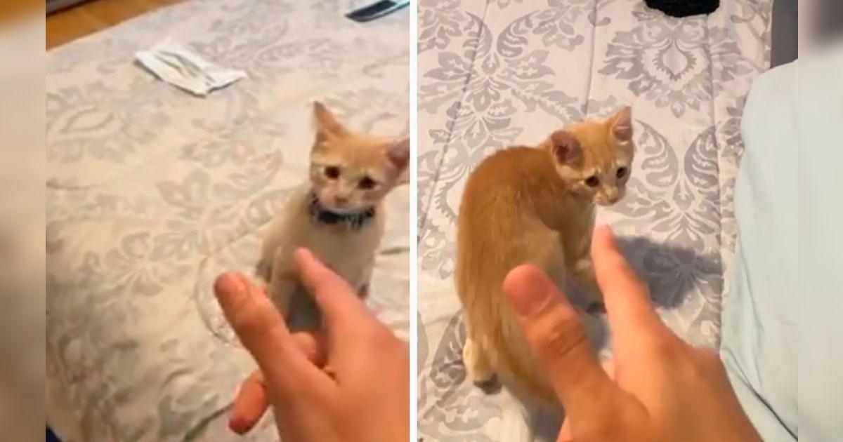 Facebook viral: gatita sorprende con su conducta luego que su dueña ...