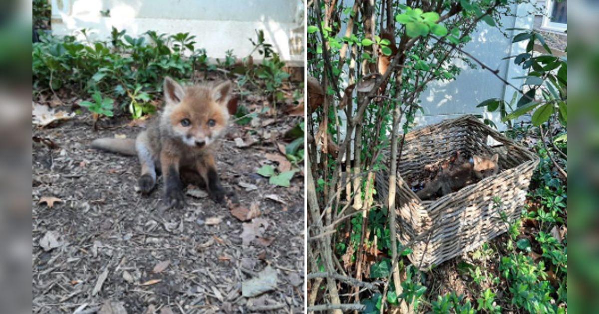 Facebook viral: rescatan a zorro bebé que estaba solo en un descampado ...