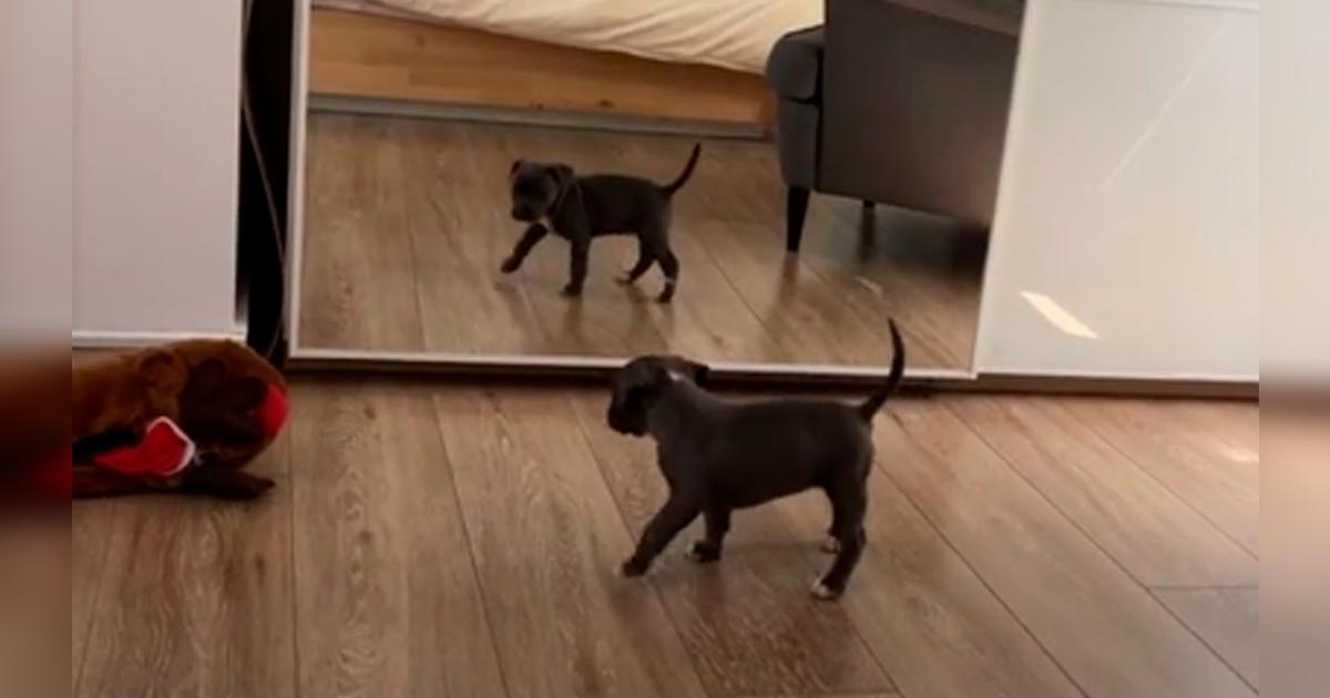 TikTok viral: perro tiene divertida reacción al ver su reflejo por ...