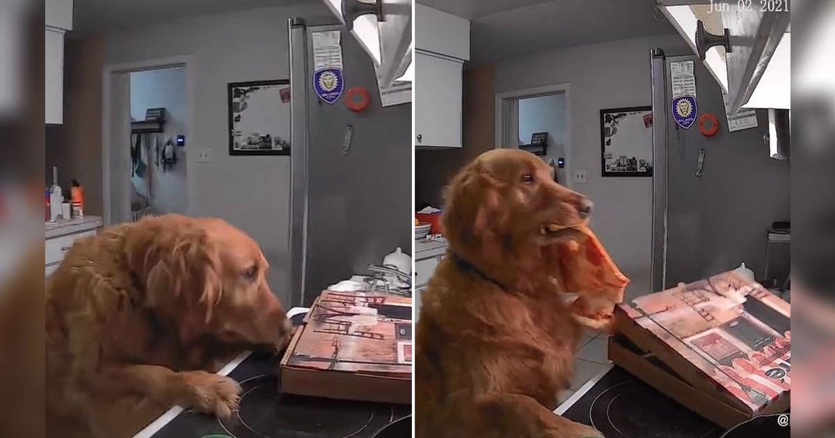 YouTube viral: cámara de seguridad capta a perro ‘robando’ la mitad de ...