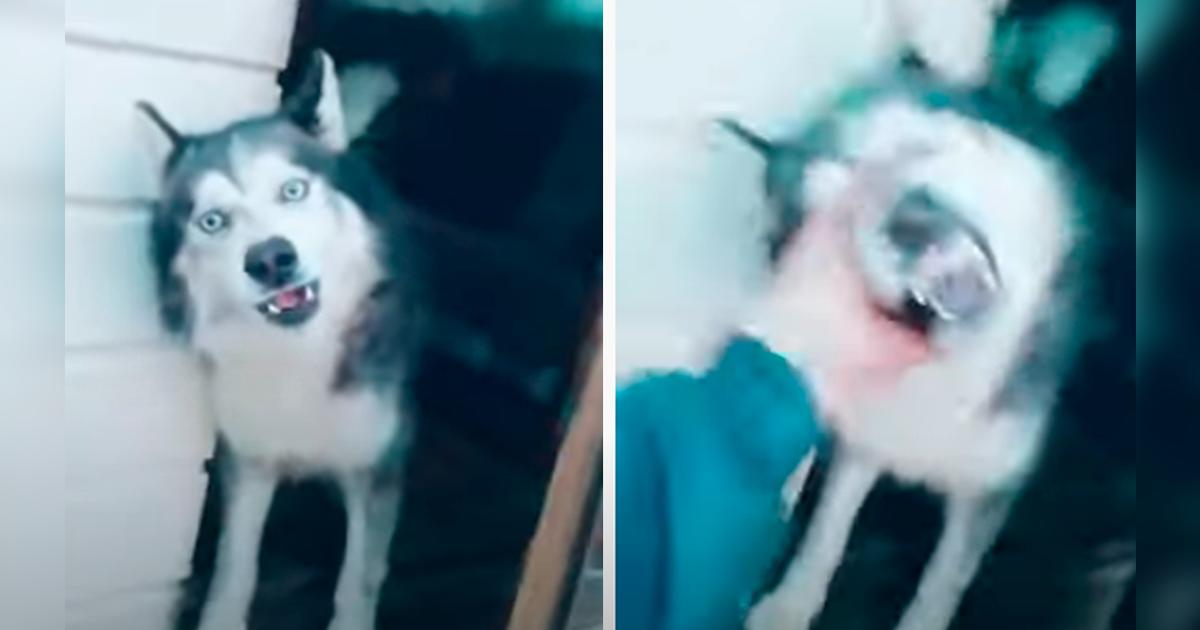 Facebook viral: joven le agarra el hocico a su perro y este tiene una ...
