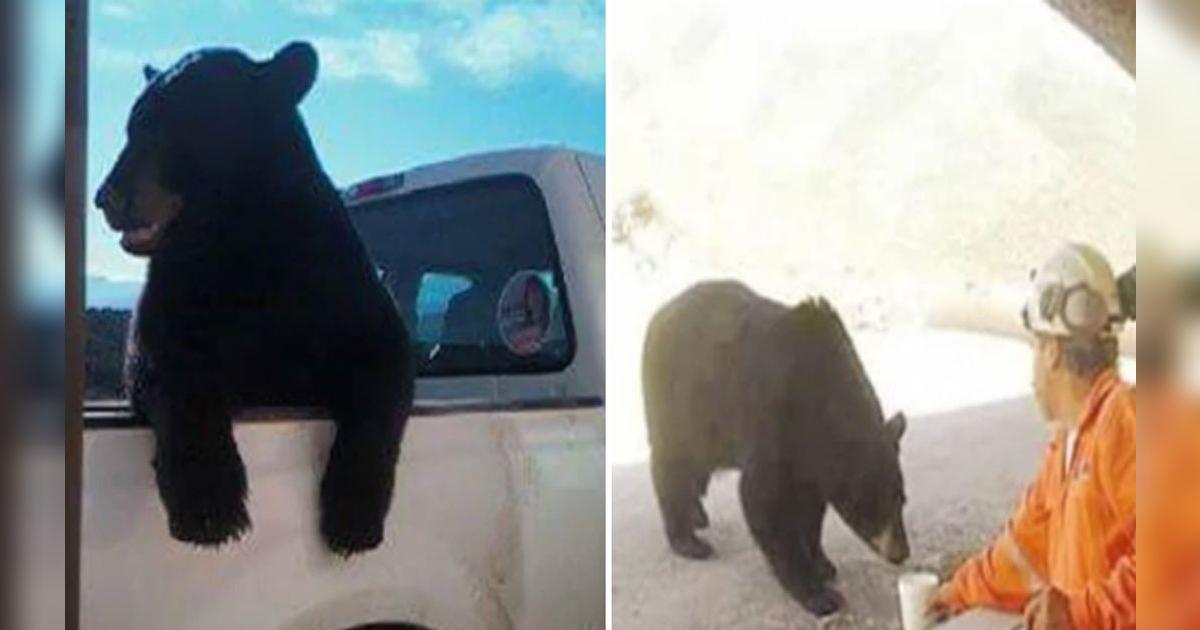 YouTube viral: oso espera en la carretera para ‘pedir’ a los ...