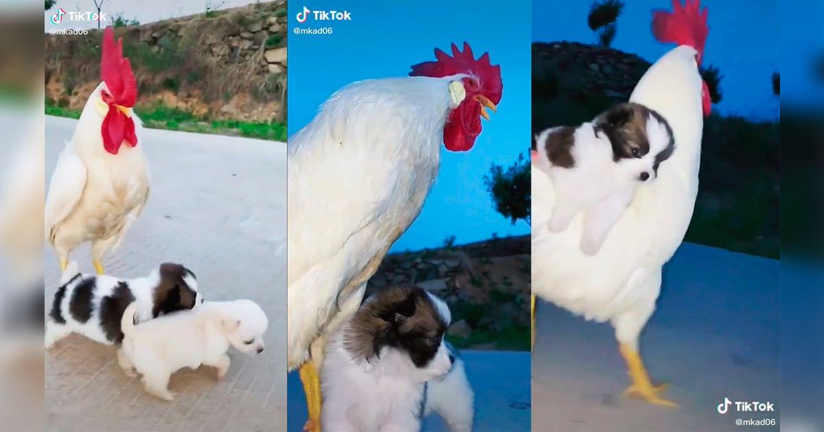TikTok Viral: Un gallo ‘adopta’ a dos cachorros que fueron rescatados y ...