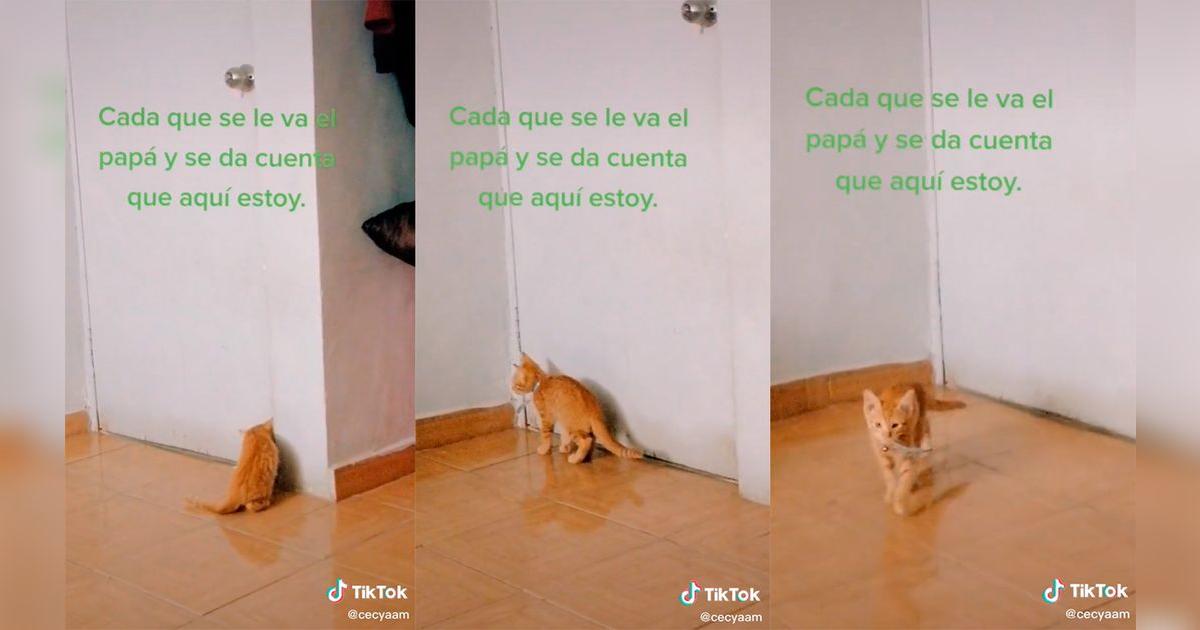 TikTok viral: gato llora porque su dueño sale a trabajar hasta notar ...