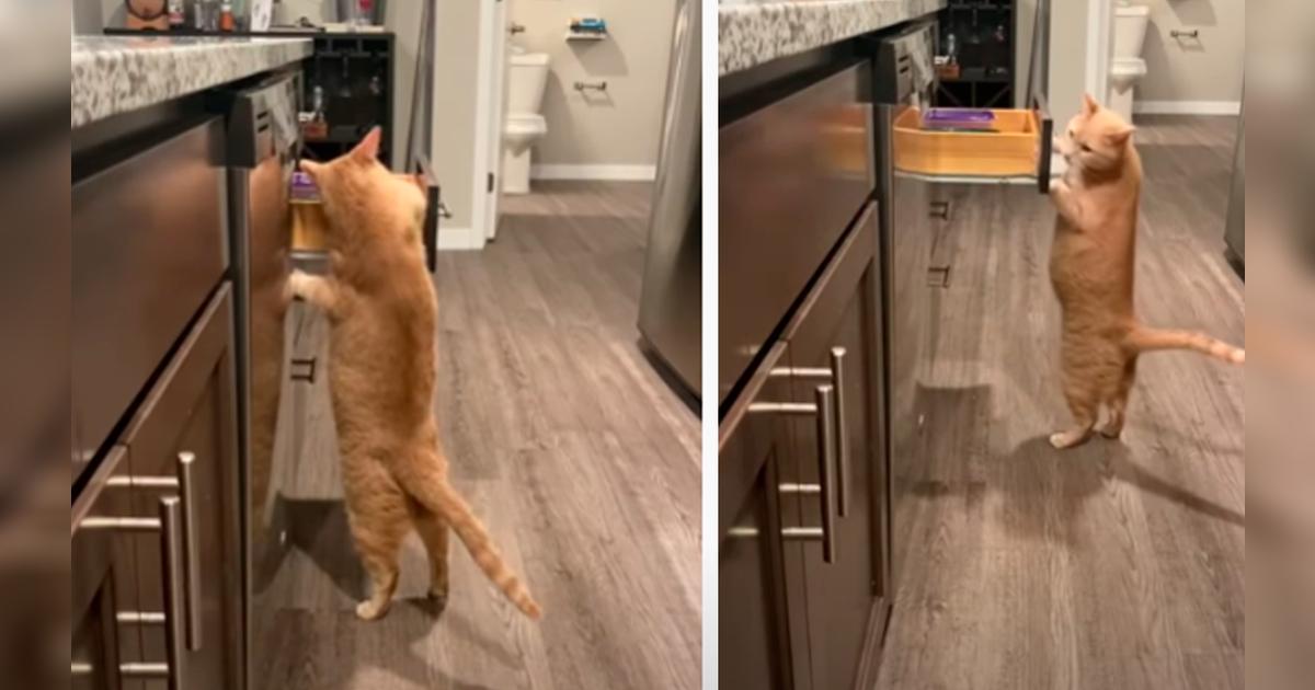 Facebook viral: joven deja cámara en la cocina y descubre a su gato ...
