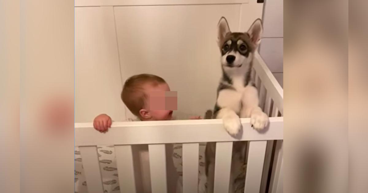 YouTube viral: conoce la historia de río, el perro que se convirtió en ...