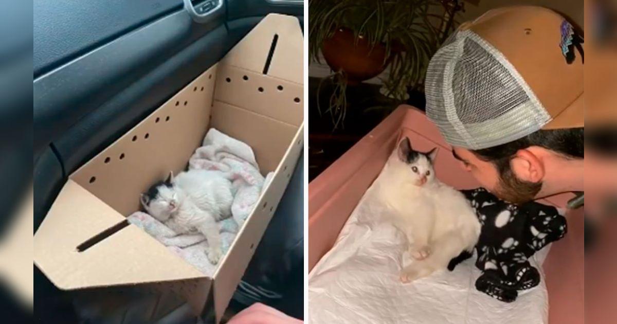 YouTube viral: pareja rescata a gatito que fue abandonado en la calle y ...