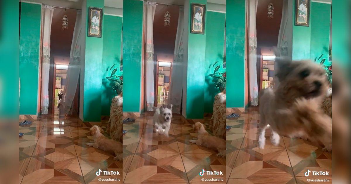 TikTok Viral: Perro se ‘emociona’ de más al ser llamado por su dueña y ...