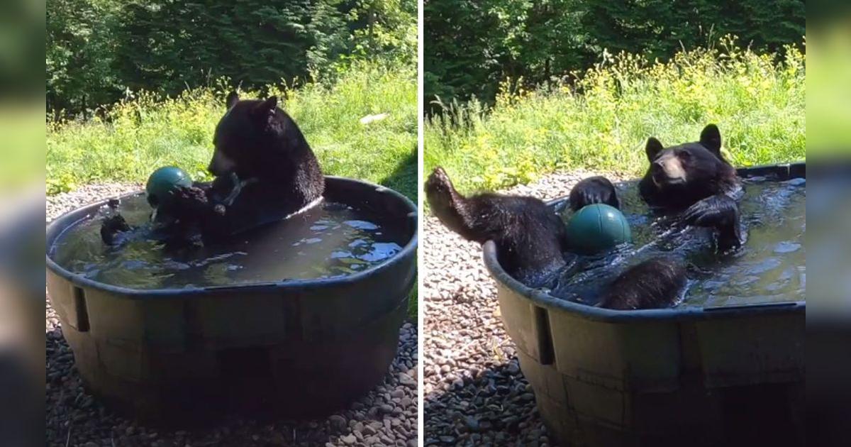 Facebook viral: oso se divierte al jugar dentro de una tina con agua y ...