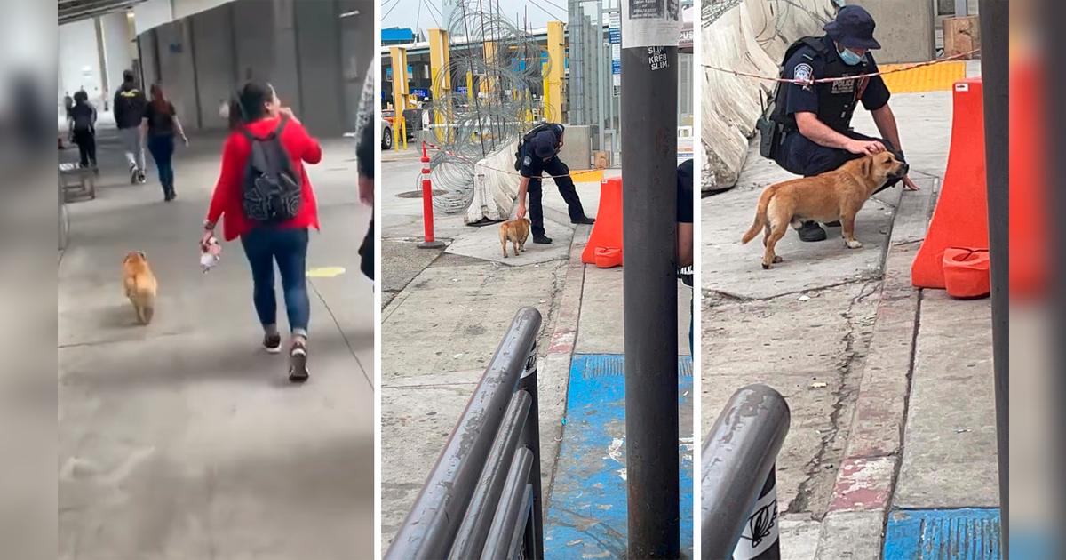 Facebook viral: perro cruza garita de control a EE.UU. con gran ...