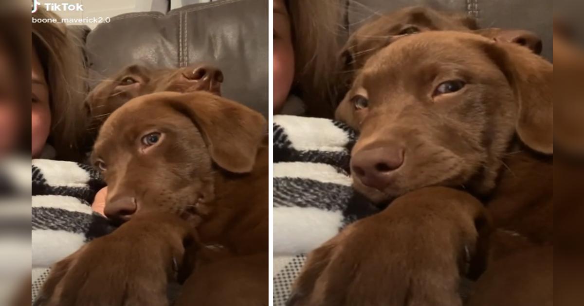 TikTok viral: perro tiene curiosa reacción al ver su aspecto en la ...