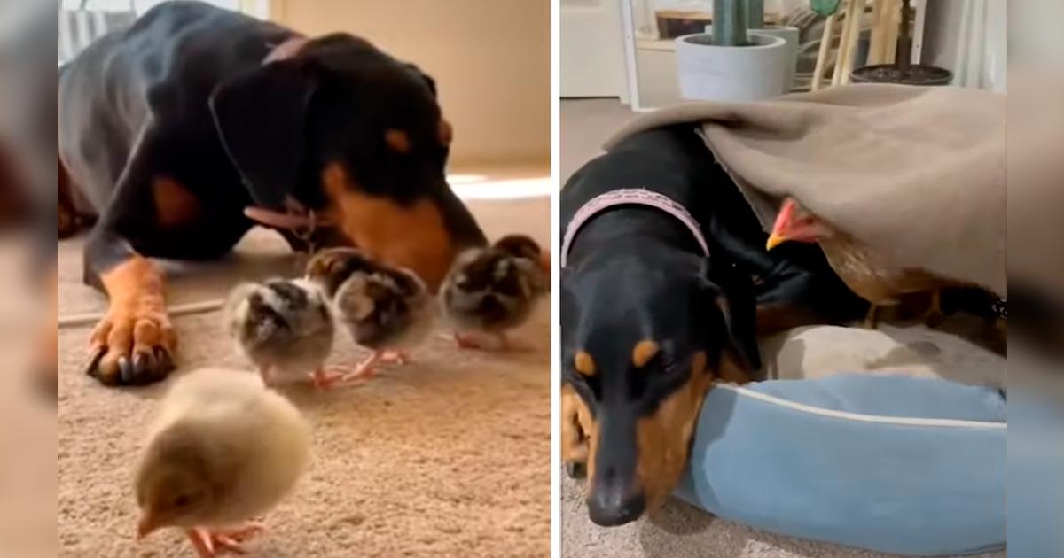 YouTube viral: perrita cuida de cuatro polluelos por nueve meses como a ...