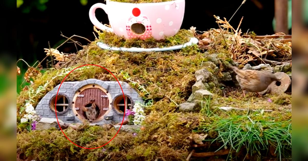 TikTok viral: fotógrafo encuentra un ratón en su jardín y le construye ...