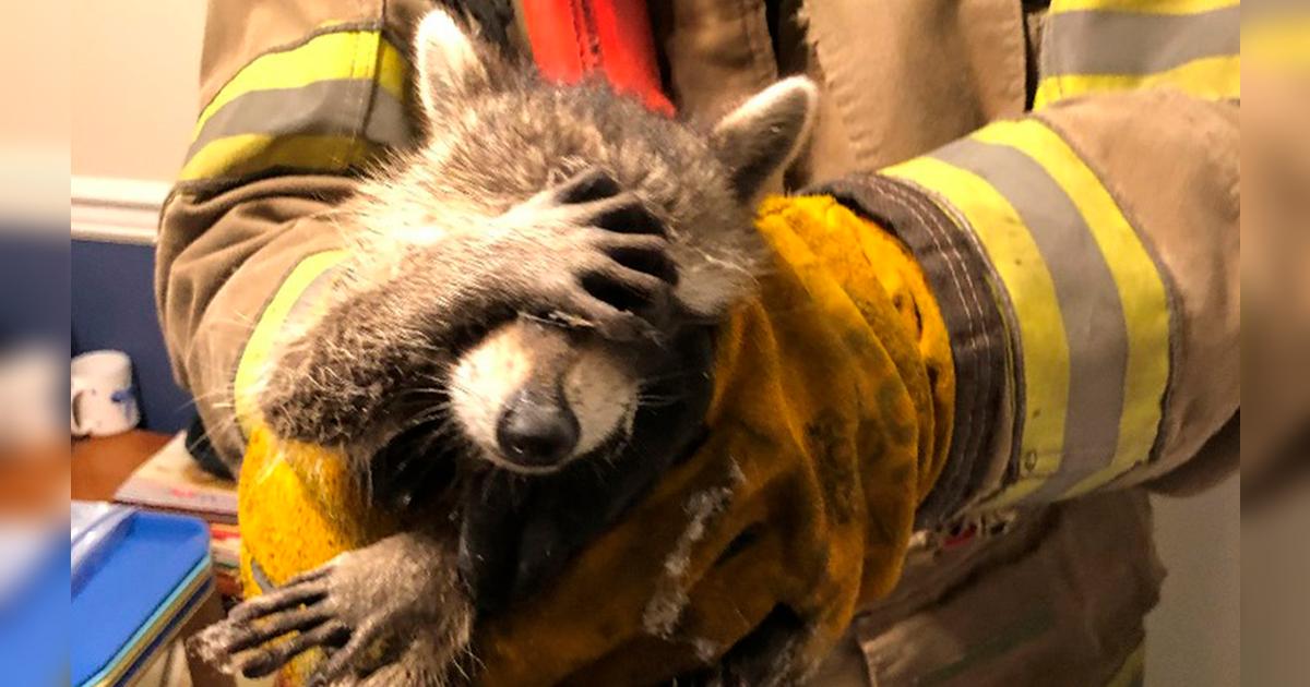 Facebook viral: bomberos atrapan a mapache robando comida y su captura ...
