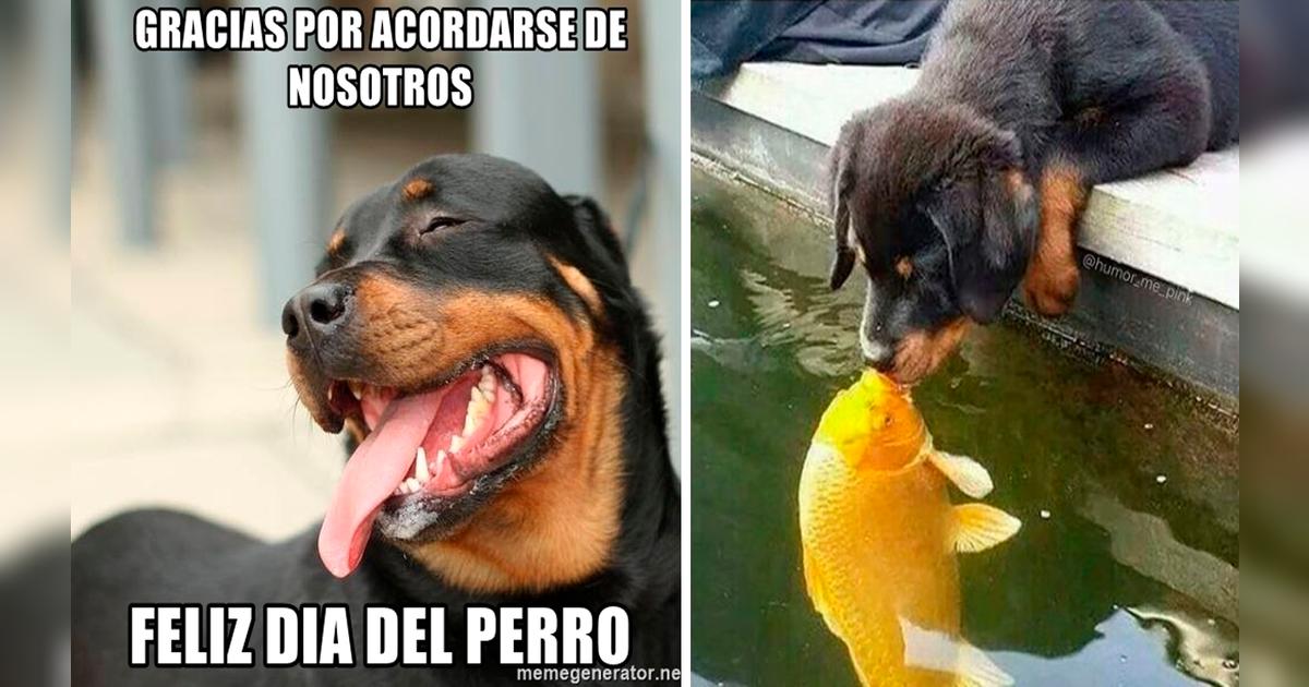 TikTok viral: celebra el Día Mundial del Perro con los hilarantes memes ...