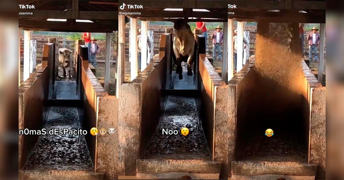 TikTok Viral: Toro es captado al realizar increíble salto para tomar ...