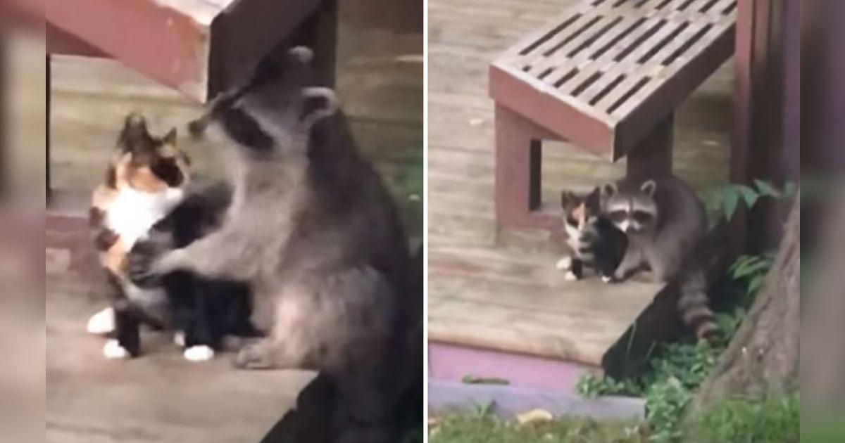 YouTube viral: gato se topa con mapache en la calle y comparten un ...