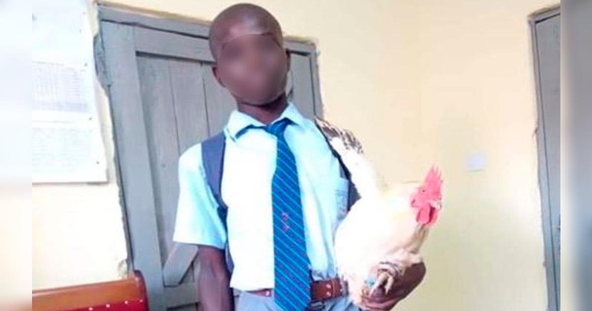 Facebook viral: joven entrega un gallo para liquidar las cuotas ...