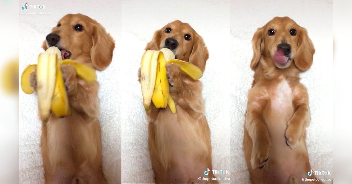 TikTok Viral: Perrito adora comer plátano y saborea gustoso uno que le ...