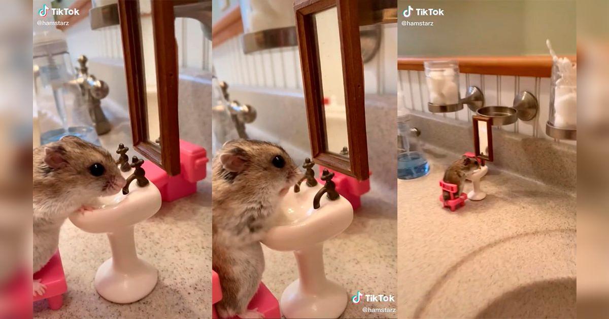 TikTok Viral: joven descubre a su tierno hámster aseándose en su ...