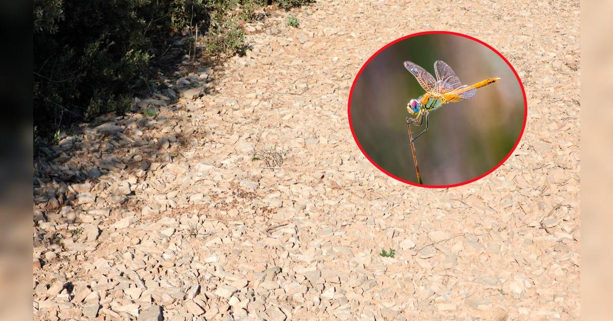 Facebook viral: ¿Logras ver a la libélula? El nuevo reto que tienes que ...